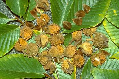 Tree ID Nuts Fruits Flashcards Quizlet