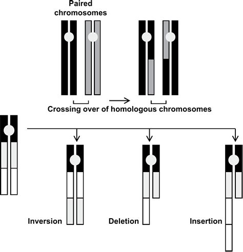 Sexual Reproduction Comparative Psychology Evolution And Development Of Brain And Behavior