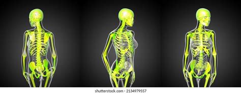 인간 골격의 3차원 그래픽 스톡 일러스트 2134979557 Shutterstock