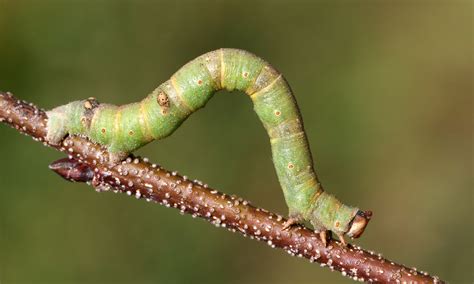 Peppered Moth Identification Life Cycle Facts And Pictures