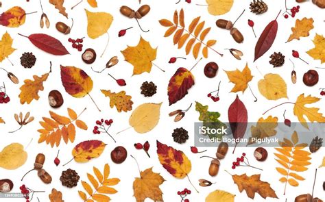흰색 배경에 고립 된 가을 장식 매끄러운 가을 패턴 단풍 가을 색상 단풍 나무 참나무 뿔빔과 도토리 밤 로완과 원뿔의 잎 0명에 대한 스톡 사진 및 기타 이미지 Istock