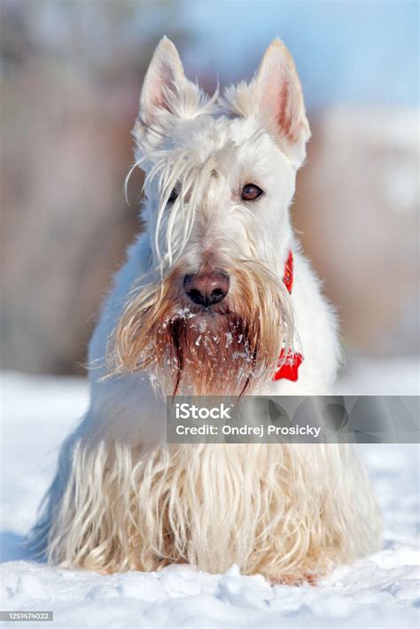 겨울 동안 눈 위에 앉아 있는 흰 휘튼 스코틀랜드 테리어 눈이 있는 겨울 개 장면 추운 겨울에 음의 날에 흰색 개 눈 속에서
