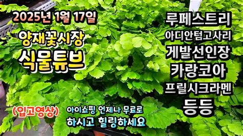 양재꽃시장 식물튜브 25년 1월 17일 입고영상 시청 하시면서 힐링타임 되시길 바라겠습니다~ 양재꽃시장 식물튜브 월동