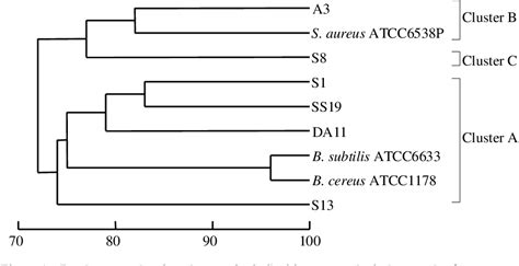 Bacillus Subtilis Taxonomy