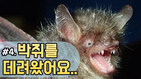 박쥐를 데려왔어요 집에서 박쥐 기르는게 가능할까 박쥐 먹방 Youtube