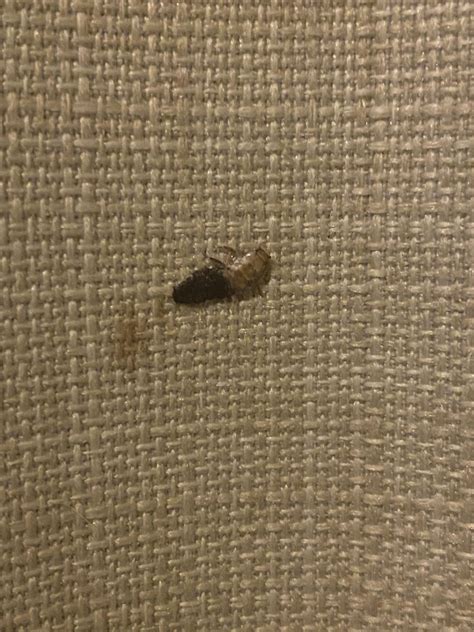 Crushed Bug Found On Bed Curtains R Whatsthisbug
