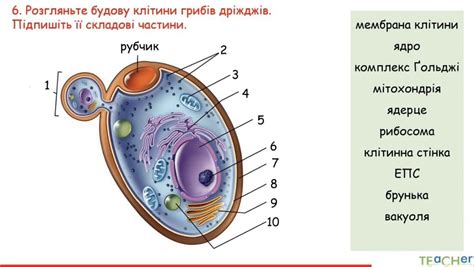 Будова клітини грибів дріжджів Школьные Знания Com