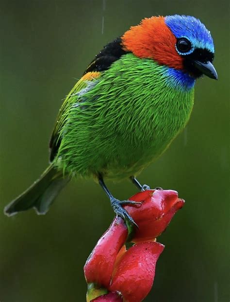 Wondershots Red Necked Tanager The Red Necked Tanager Tangara