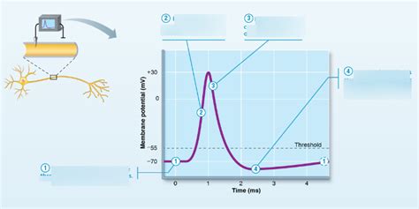 Action Potential Diagram Quizlet Action Potential Diagram Quizlet
