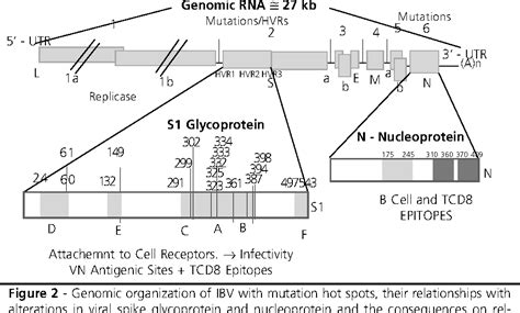 Intergenic Sequence Semantic Scholar