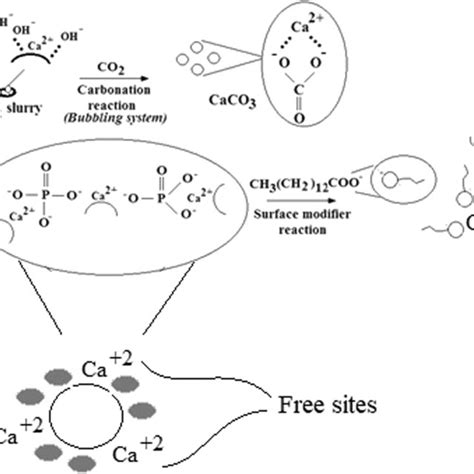 Thermogravimetric Analysis Tga Curves Of Caco3 Ma And Caco3 Sa