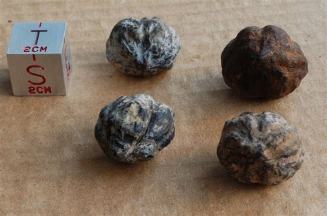 Seeds Or Nuts Fossil ID The Fossil Forum