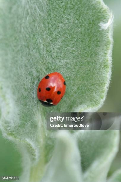 Grey Ladybug Photos And Premium High Res Pictures Getty Images