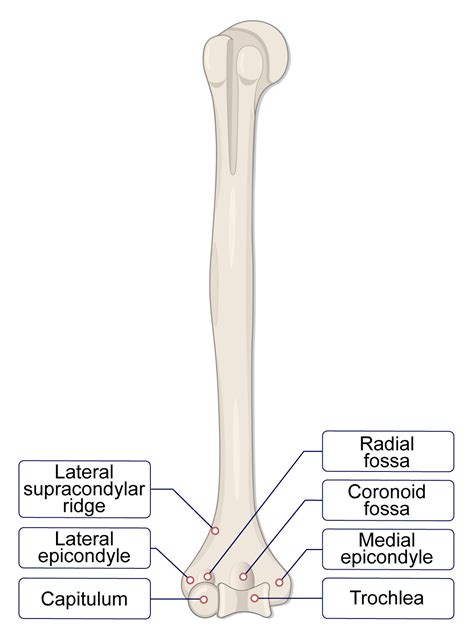 Humerus Bone Anterior View Distal End