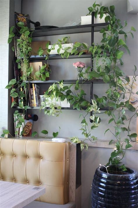 How To Cover Shelves Without Doors At Eden Mandalis Blog