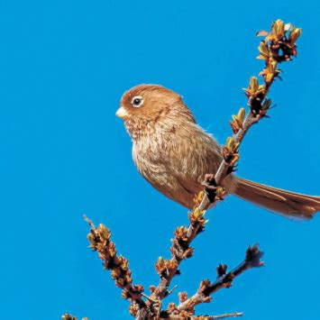 白眶鸦雀 Paradoxornis Conspicillatus 神农架国家公园官网