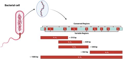 Schematic Representation Of The 16s Rrna Gene Depicting The Conserved