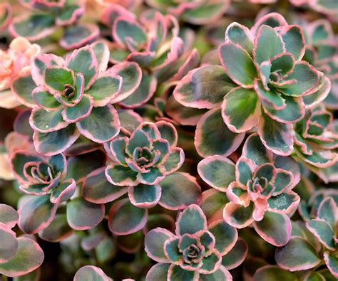 10 Types Of Sedum Best Stonecrop Varieties For Sustainable Gardens