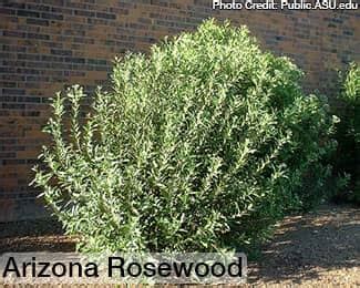 Tree Of The Month Arizona Rosewood Rosie On The House