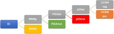 Promise Proactive Molecular Risk Classifier For Endometrial Cancer Download High Quality