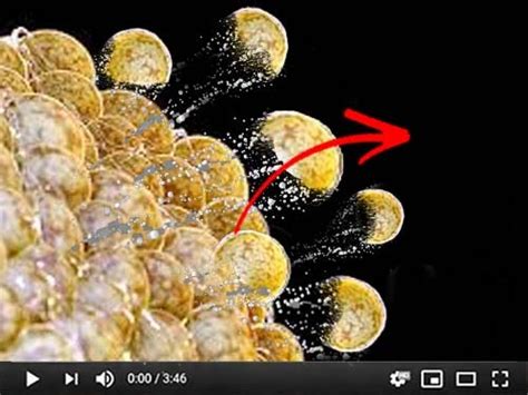 Exotic “rice Method” Liquifies Fat Cells Auttuppra Medium