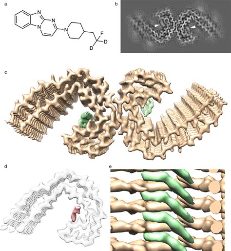 Cryo Em Map Of Ad Tau Phf With Density For Bound Gtp 1 A Chemical