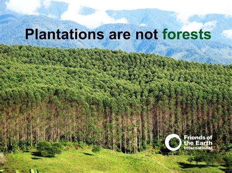 Csos Called On The Fao To Revise Its Forest Definition Siemenpuu