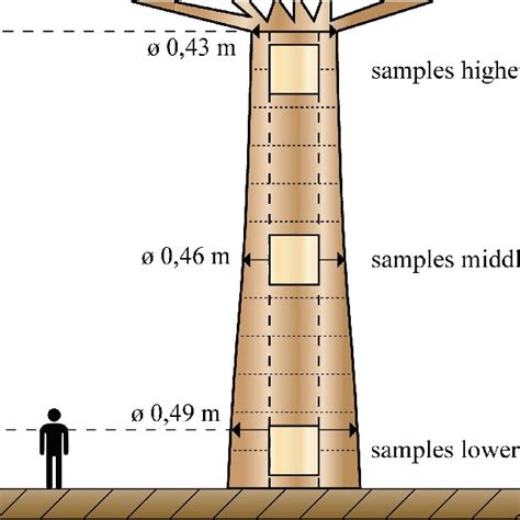 Original Tree Trunk Dimensions And Location Of The Extracted Wood