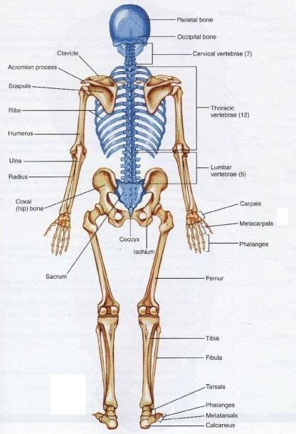 Human Anatomy Diagram Of Back Bones Structure 医学 解剖学 骨