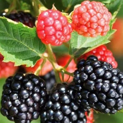 Blackberry Tree Breed Different Available At Best Price In Nadia