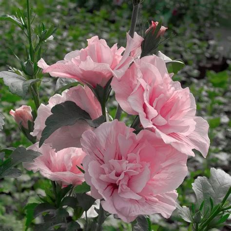 Red Pillar® Rose Of Sharon Proven Winners Colorchoice Flowering Shrubs