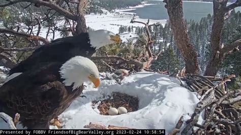 Anxiety In The Nest Fobbv Cam Big Bear Bald Eagle Live Nest Cam 1