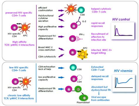 Ijms Free Full Text Role Of Cd4 T Cells In The Control Of Viral