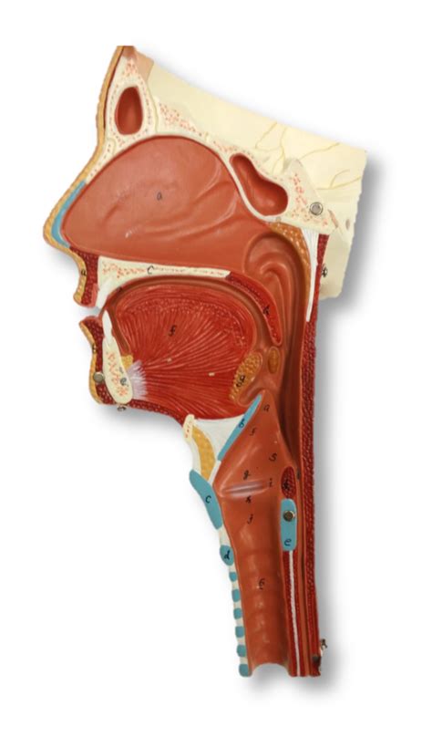 Head And Neck Diagram Quizlet
