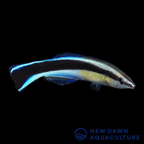 Blue Streak Cleaner Wrasse New Dawn Aquaculture