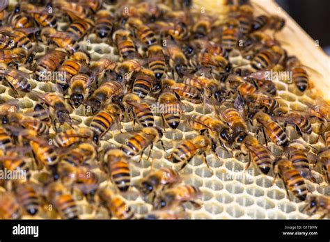 Hive Frame With Bees Close Up Stock Photo Alamy