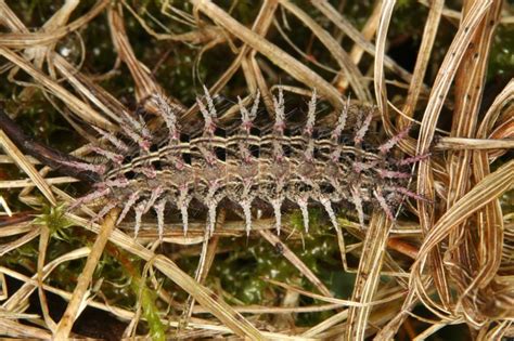 European Lepidoptera And Their Ecology Argynnis Laodice