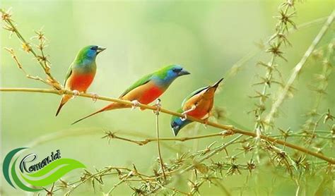 Bondol Hijau Si Cantik Yang Kurang Populer Di Negerinya Sendiri