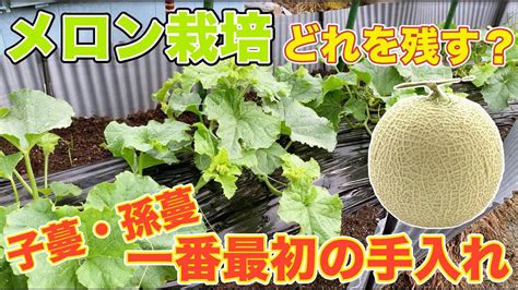 メロン栽培 初めの手入れで大きな実をつけよう！子蔓をしっかり処理して孫蔓を伸ばそう！ Youtube