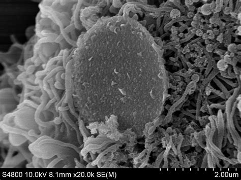 Scientific Images Magnamed