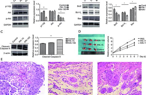 Protein Expression Differences Among Mice With Tumor Xenografts Download Scientific Diagram