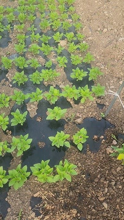 엄니의 작품 참깨밭 틀린그림찾기 Youtube