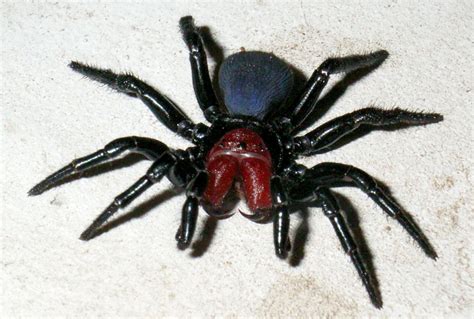 Types Of Dangerous Spiders In Australia