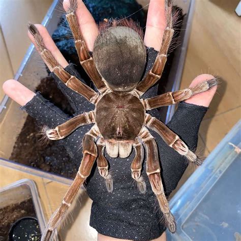 Theraphosa Stirmi Burgundy Goliath Bird Eater Tarantula For Sale