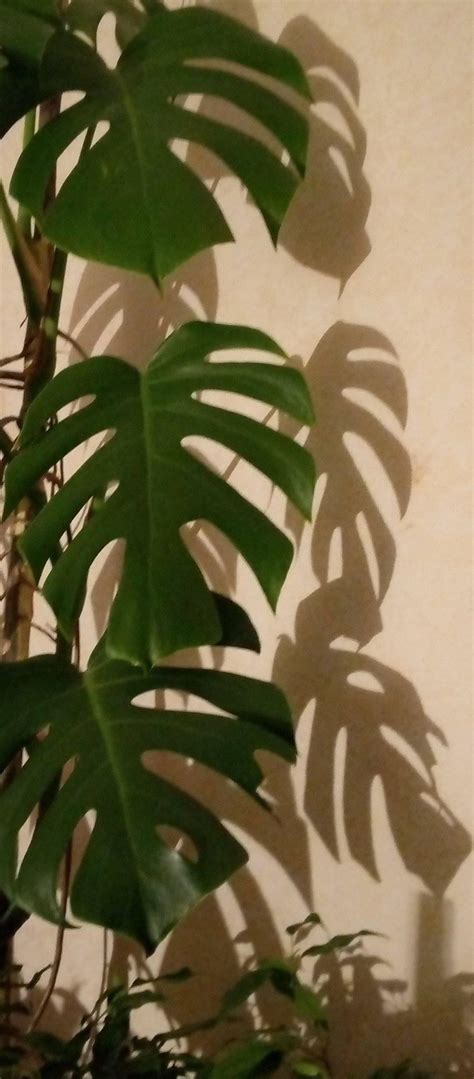 იას ყვავილები Telavi