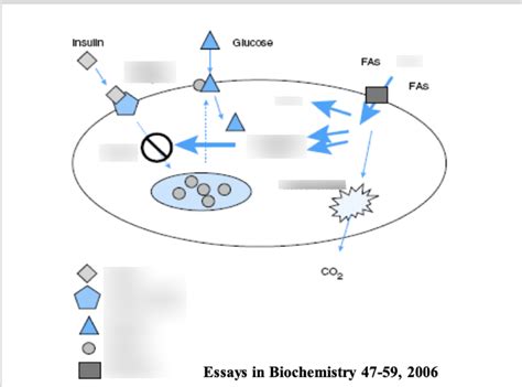 3 Diagram Schematic Showing Intramyocellular Lipid Interference With