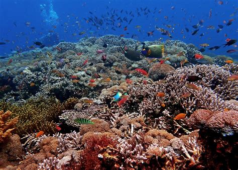 Coral Reefs Are Dying With Major Consequences For Both Humans And
