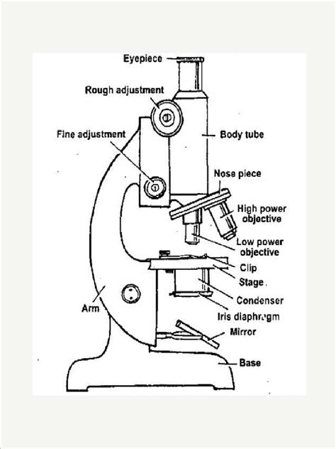 Compound Microscope Pdf