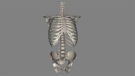 Premium Photo Bones Of The Trunk The 51 Trunk Bones Consist Of 26