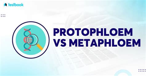 Protophloem Vs Metaphloem Understanding The Differences